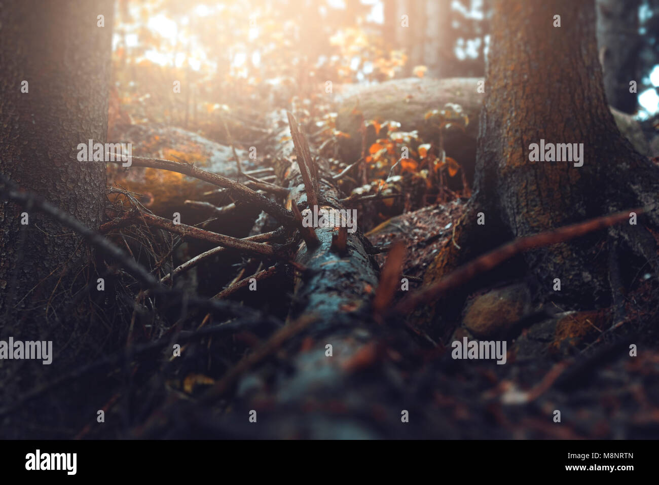 Rotting old spruce tree on the ground in the forest, autumn day Stock ...