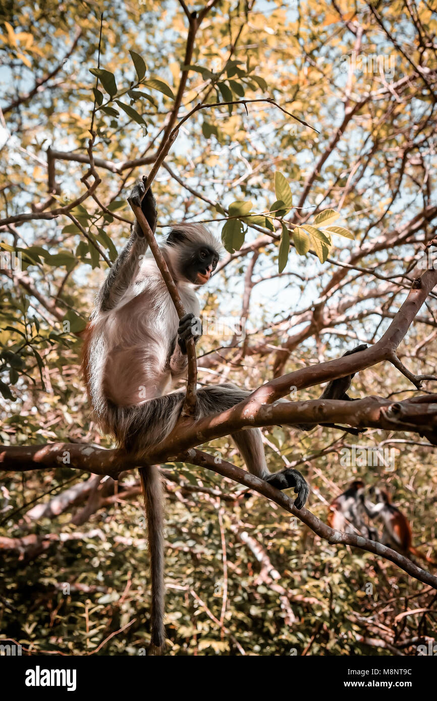 Golden monkey cub wild animal hi-res stock photography and images - Alamy