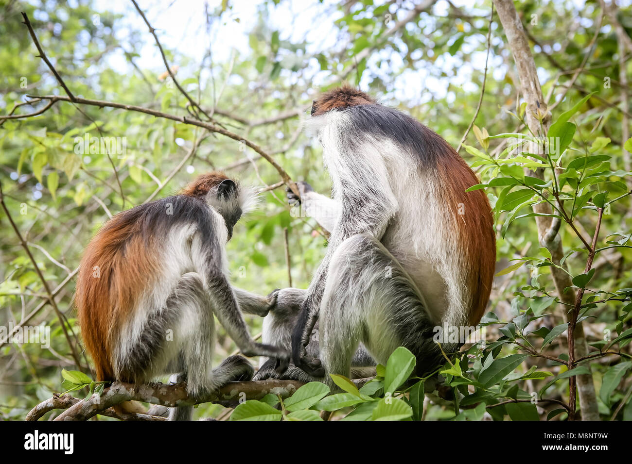 Monkeys in the natural habitat in the trees afternoon Stock Photo - Alamy