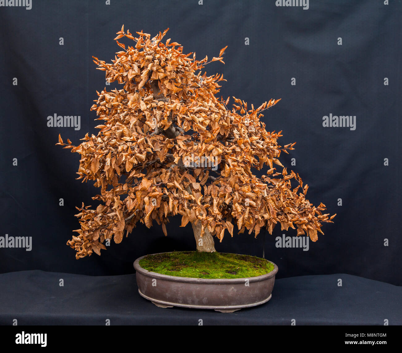 Bonsai artist hi-res stock photography and images - Alamy