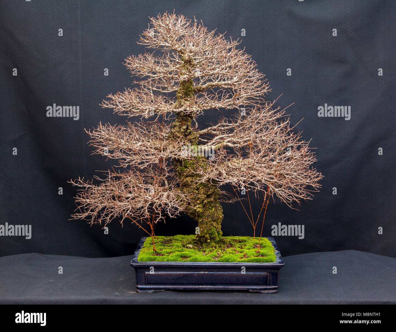 Bonsai display table hi-res stock photography and images - Alamy