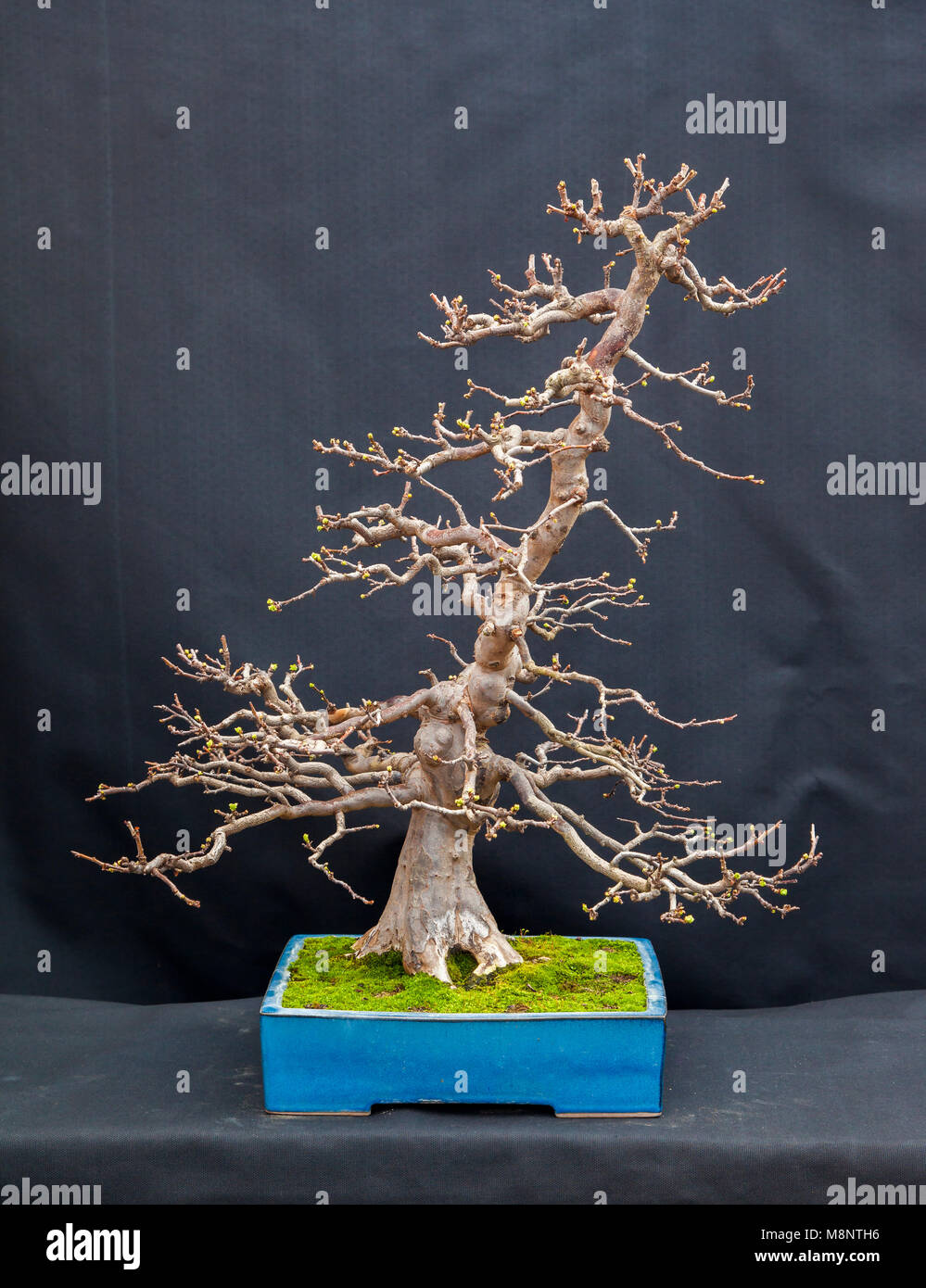 Bonsai display table hi-res stock photography and images - Alamy