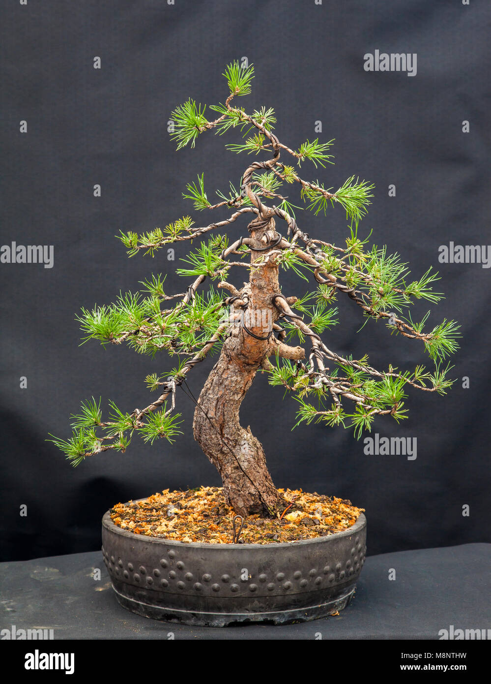 Bonsai tree display hi-res stock photography and images - Alamy