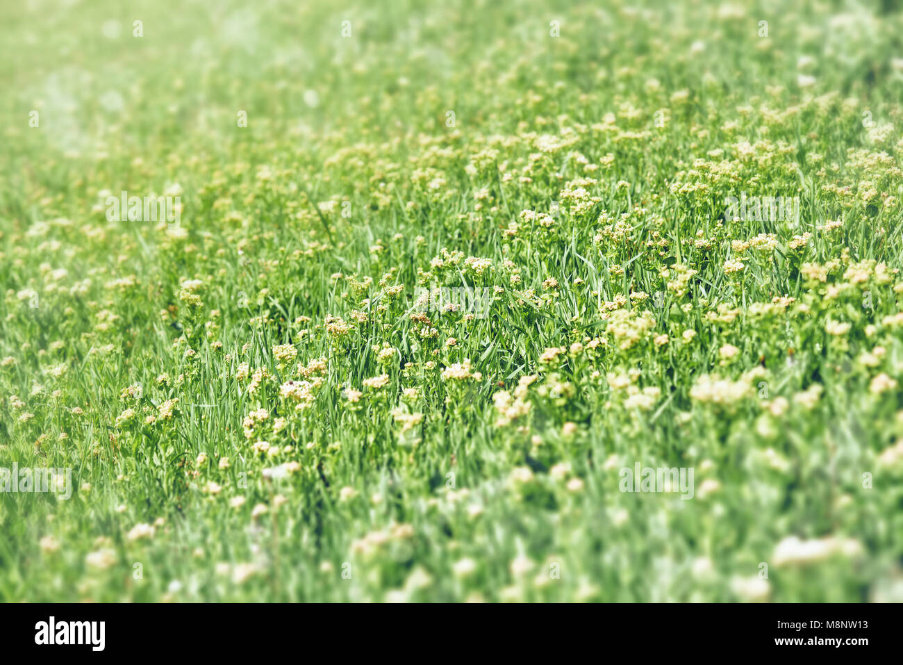 sunny meadow with wildflowers, beautiful spring landscape Stock Photo ...