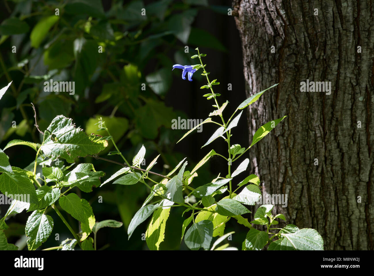 Leaves from a Varigated Elm tree Ulmus minor 'Variegata' (Silver) with ...