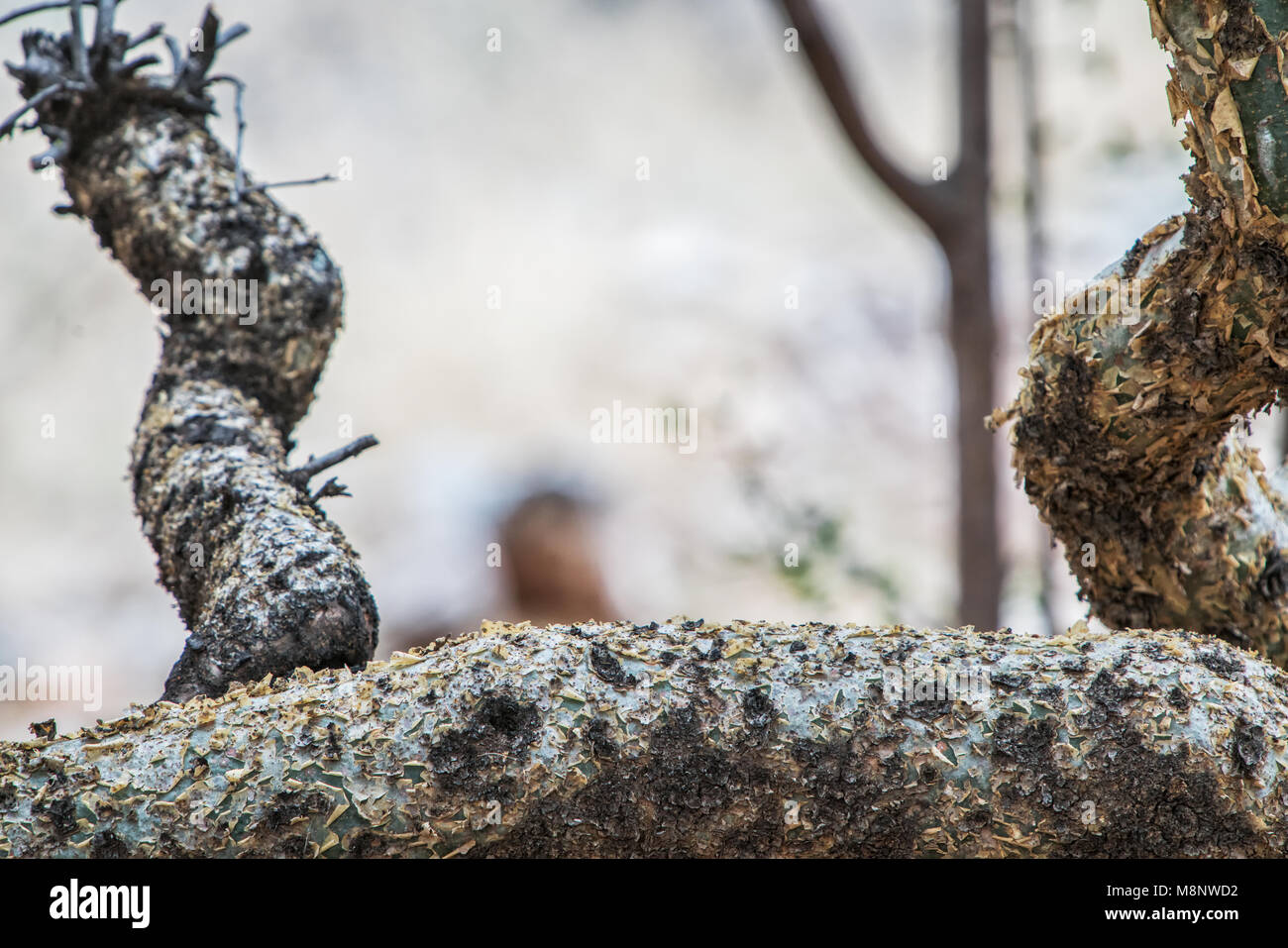Branch of tree in close up Stock Photo - Alamy