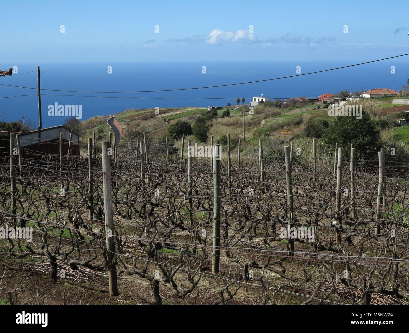 Grapevines on a slope in the west of the island of Madeira, Portugal ...