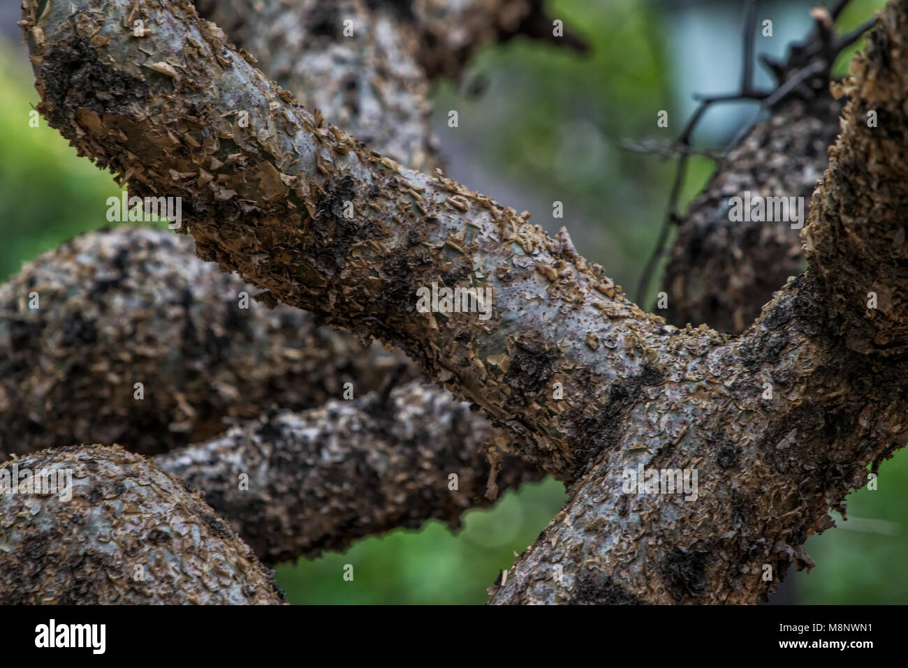 Branch of tree in close up Stock Photo - Alamy
