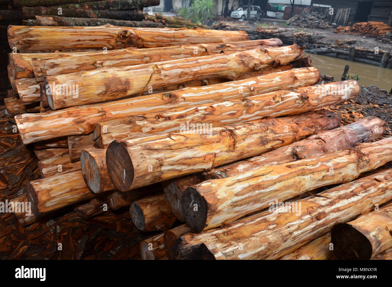 Mangrove tree are used to make the charcoal Stock Photo - Alamy
