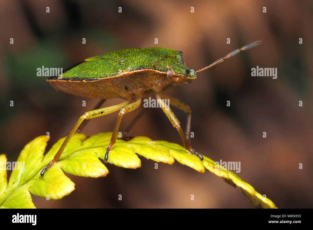Green insect hi-res stock photography and images - Alamy