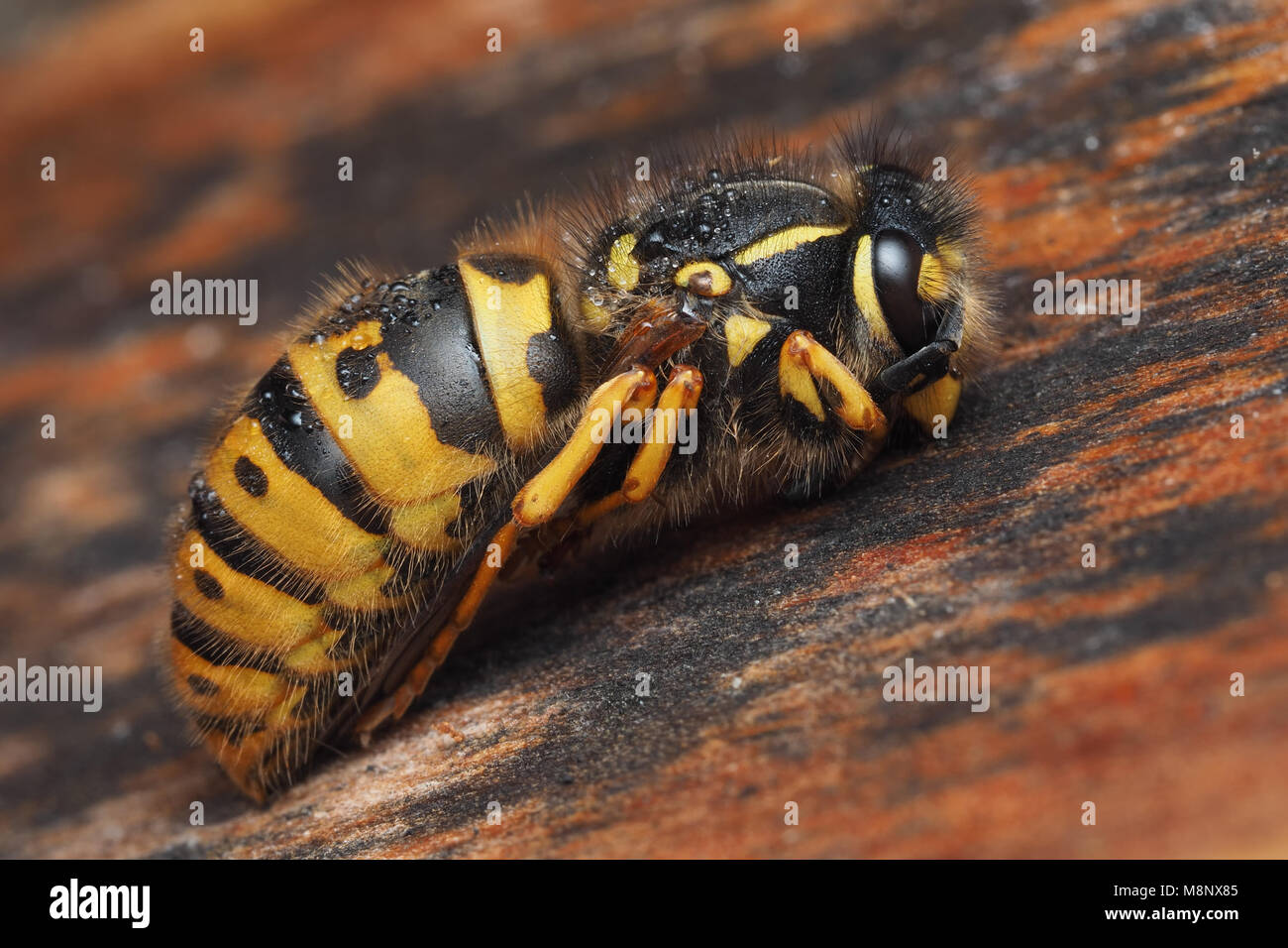 Queen wasp hi-res stock photography and images - Alamy