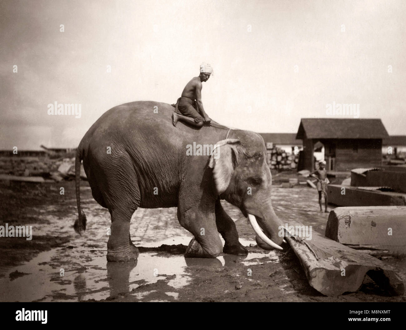 c.1880s India Burma - working elephant and mahout moving logs Stock ...