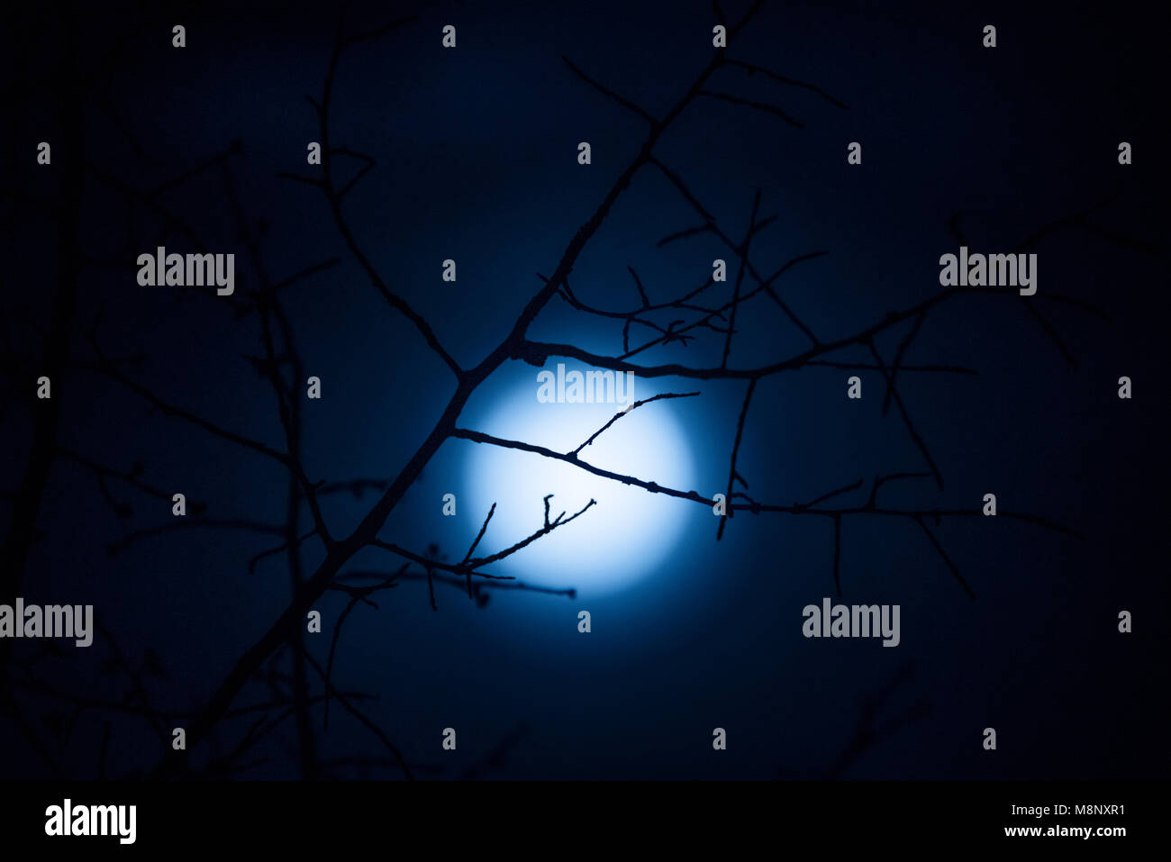 Moon with silhouette of tree branches Stock Photo - Alamy