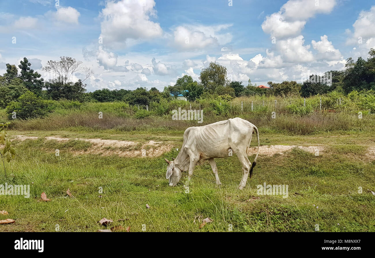 Poor animal cow Stock Photo - Alamy