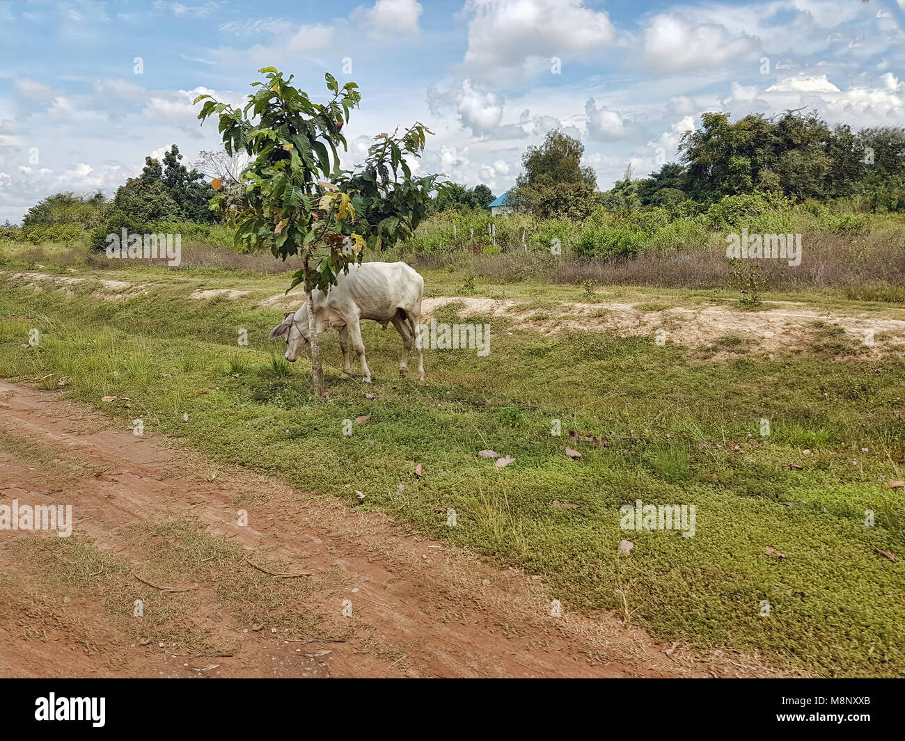 Poor animal cow Stock Photo - Alamy