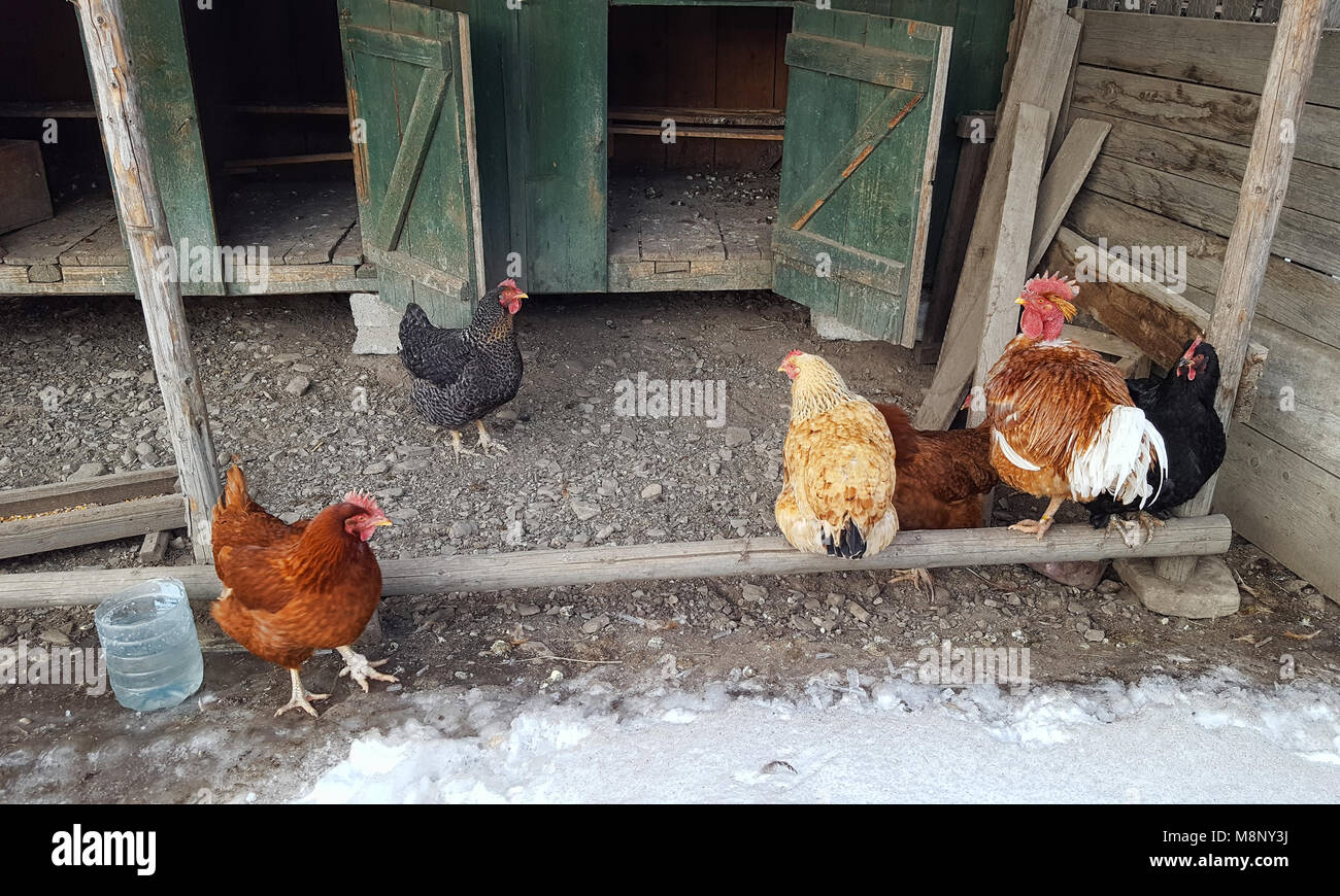 Many chickens in the nature Stock Photo - Alamy