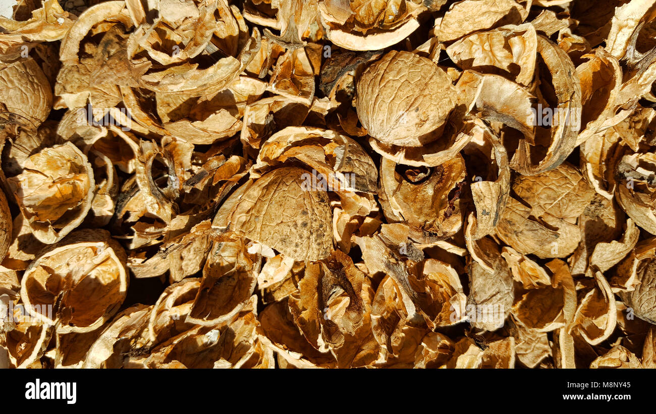 Open empty nutshell hi-res stock photography and images - Alamy