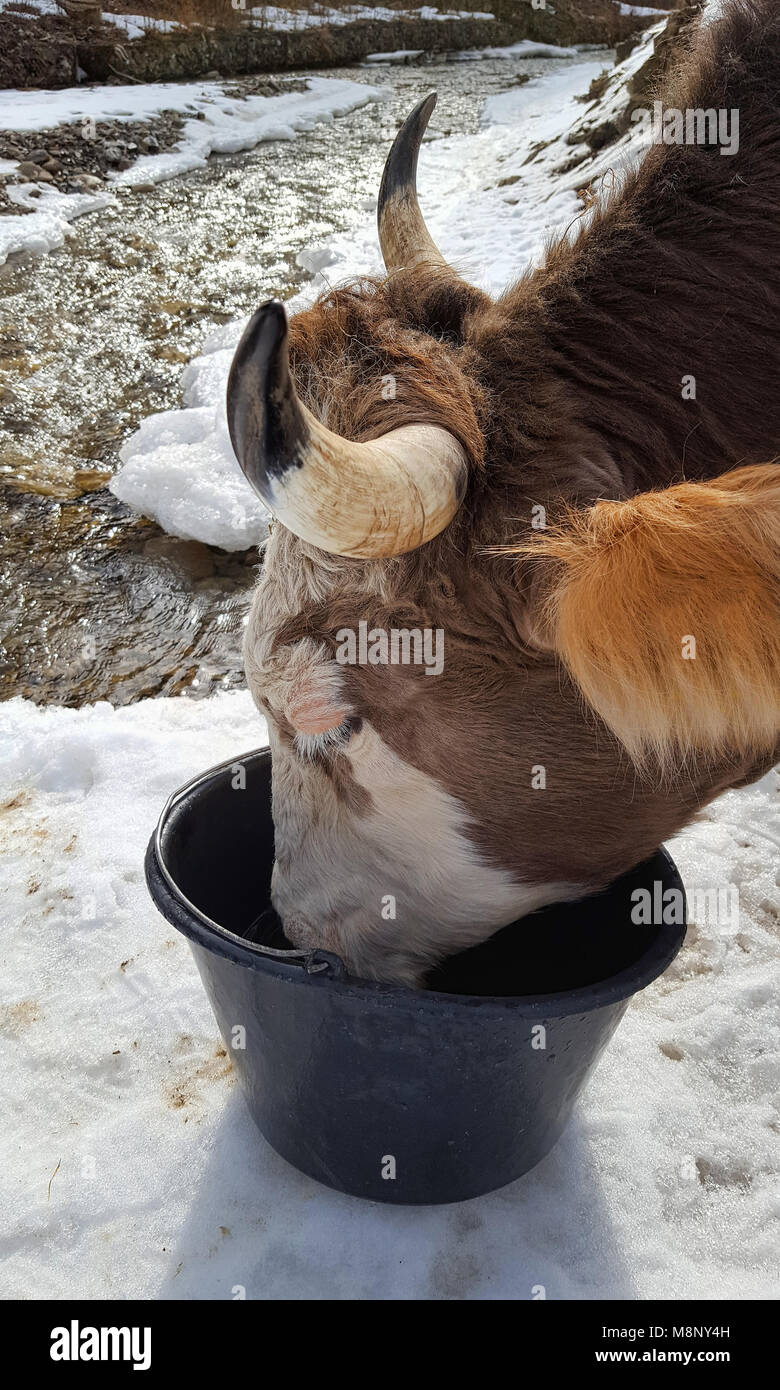 Cow drink hi-res stock photography and images - Alamy
