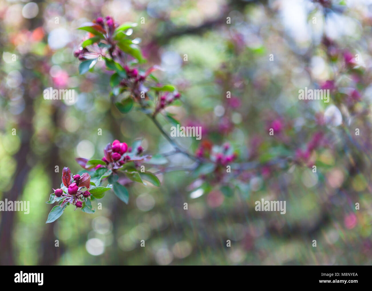 Spring bokeh background with blooming apple tree branch Stock Photo - Alamy