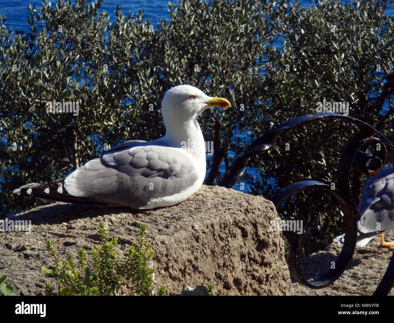 Bird seagull sits on stone hi-res stock photography and images - Alamy