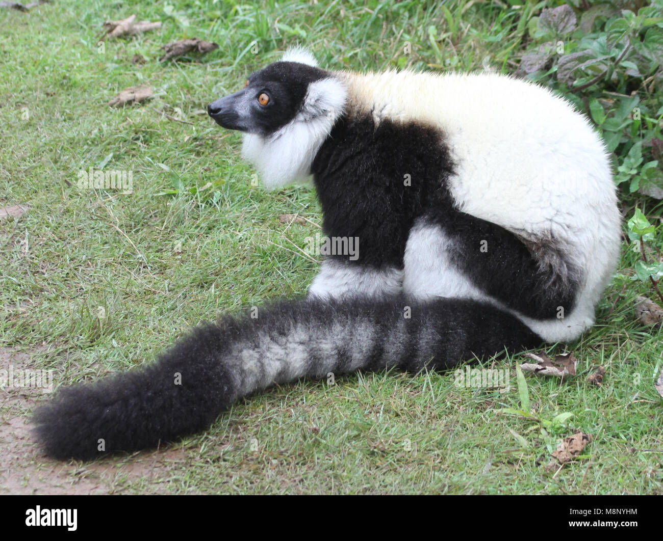 Lemur from madagascar hi-res stock photography and images - Alamy