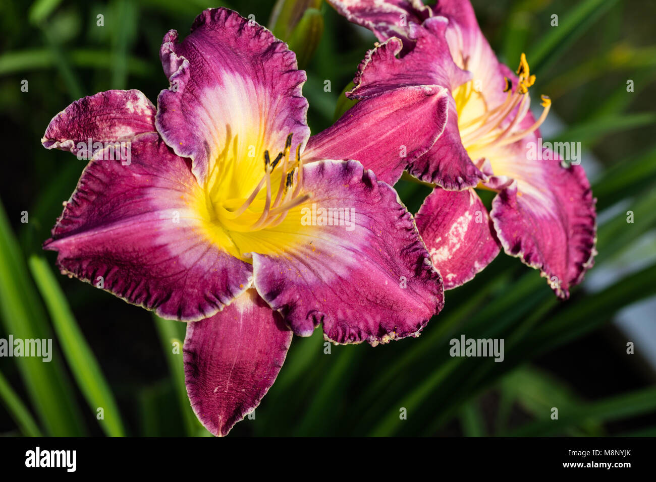 'Arabian Magic' Daylily, Daglilja (Hemerocallis Stock Photo - Alamy