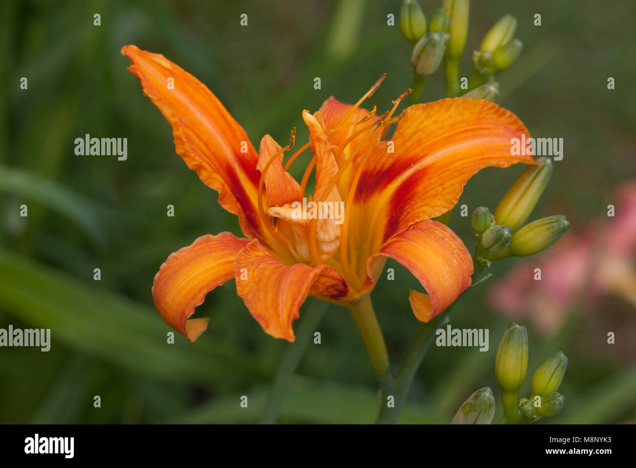 Hemerocallis fulva hi-res stock photography and images - Alamy
