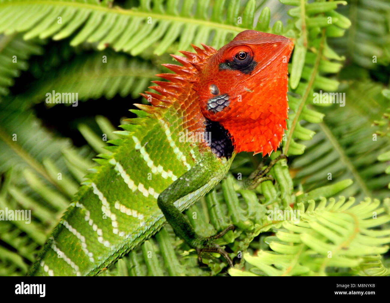 Red faced lizard hi-res stock photography and images - Alamy