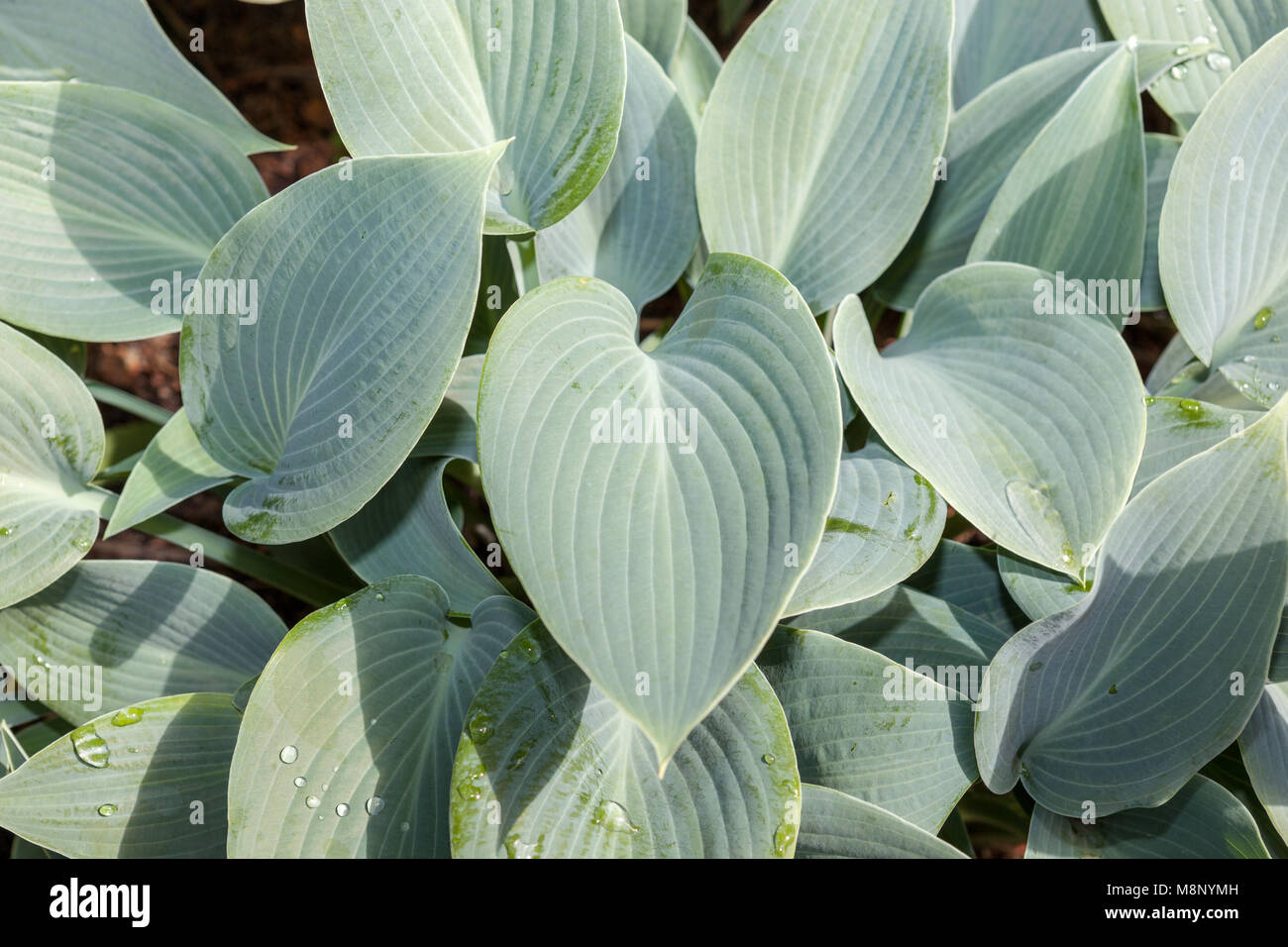 Blafunkia hi-res stock photography and images - Alamy