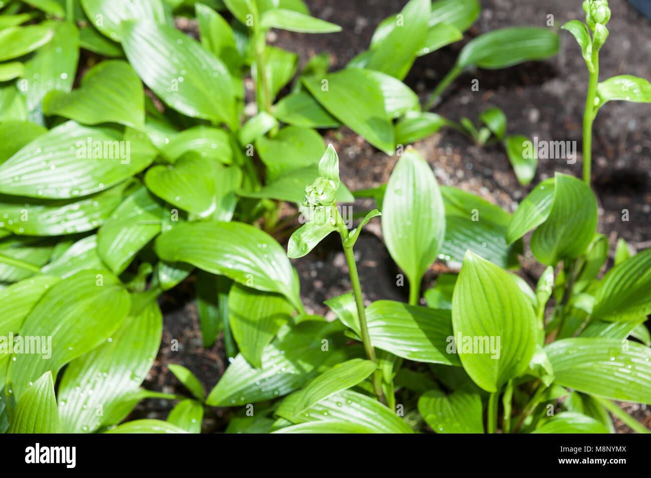 Hosta, Revfunkia (Hosta clausa var normalis Stock Photo - Alamy