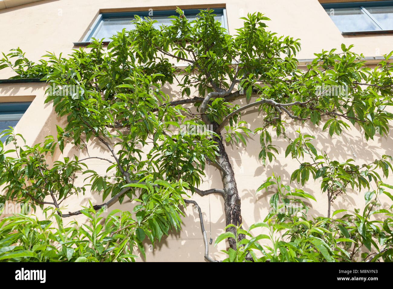 Ornamental peach tree hi-res stock photography and images - Alamy