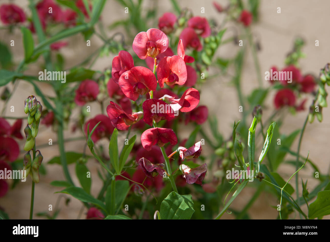 Rotundifolius High Resolution Stock Photography and Images - Alamy