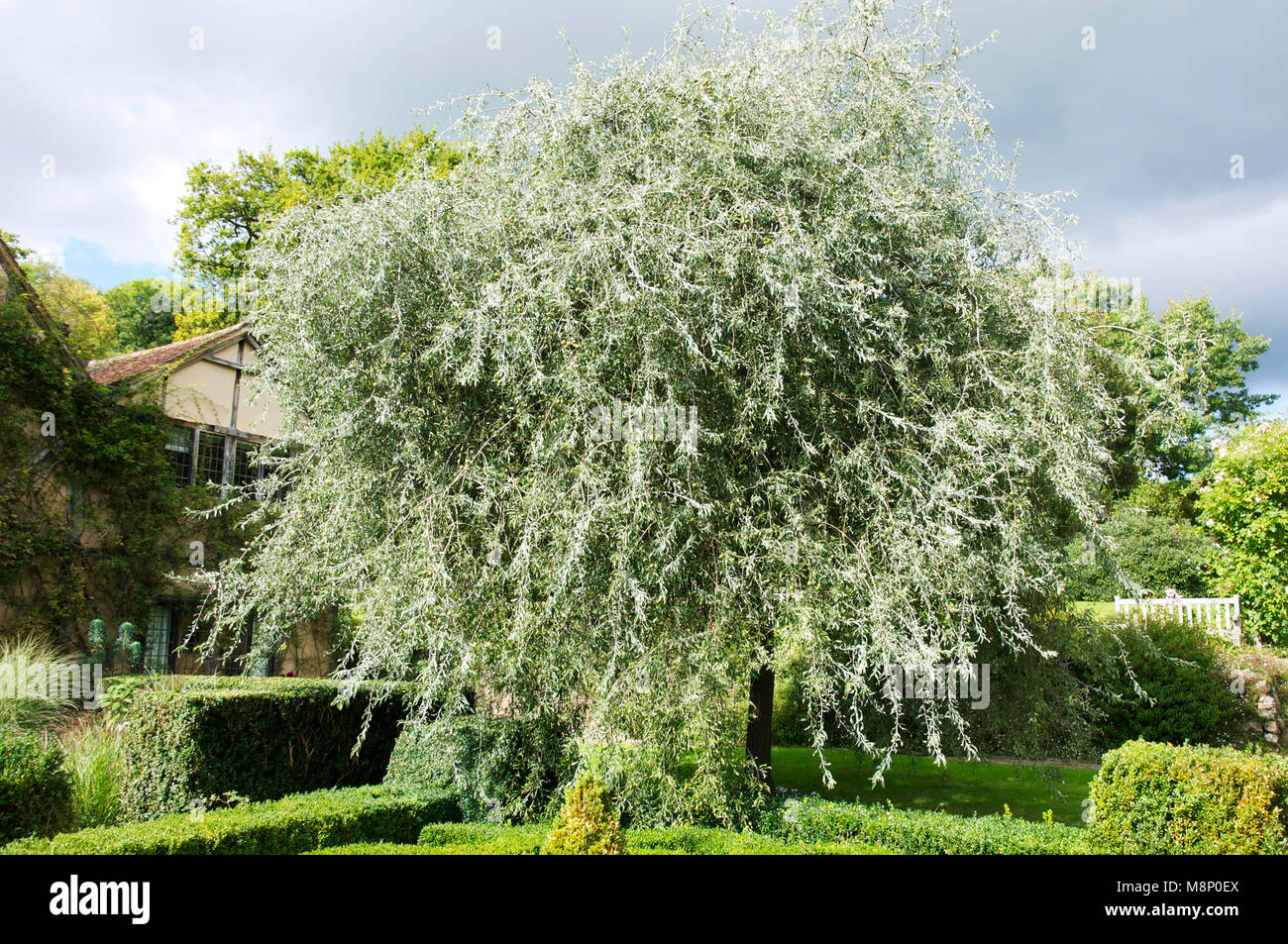 Willow-Leaved Pear, Long Barn garden, Weald of Kent Stock Photo - Alamy