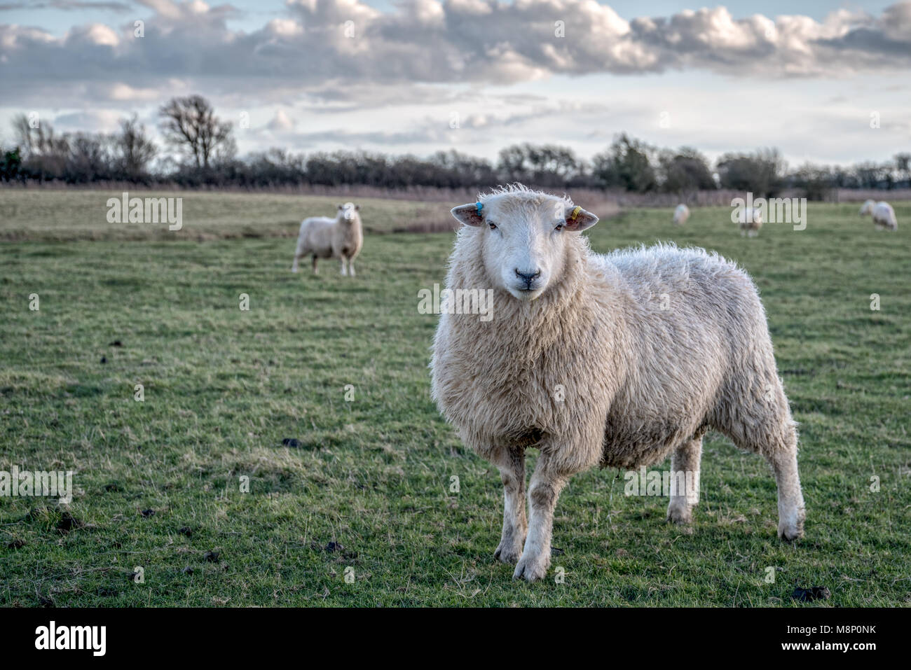 Romney sheep hi-res stock photography and images - Alamy