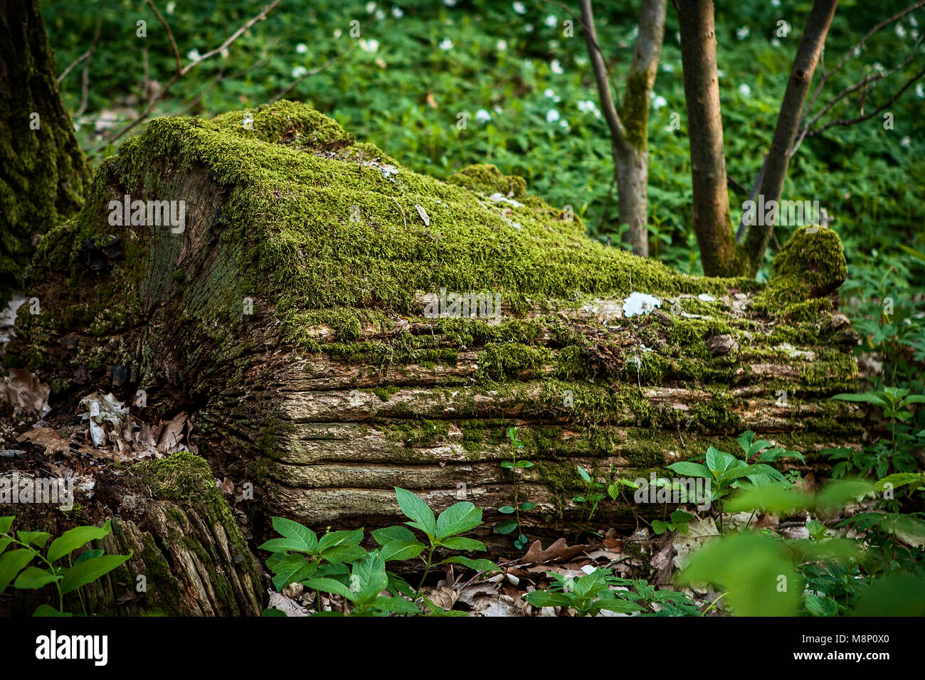 Rotten tree trunk hi-res stock photography and images - Alamy