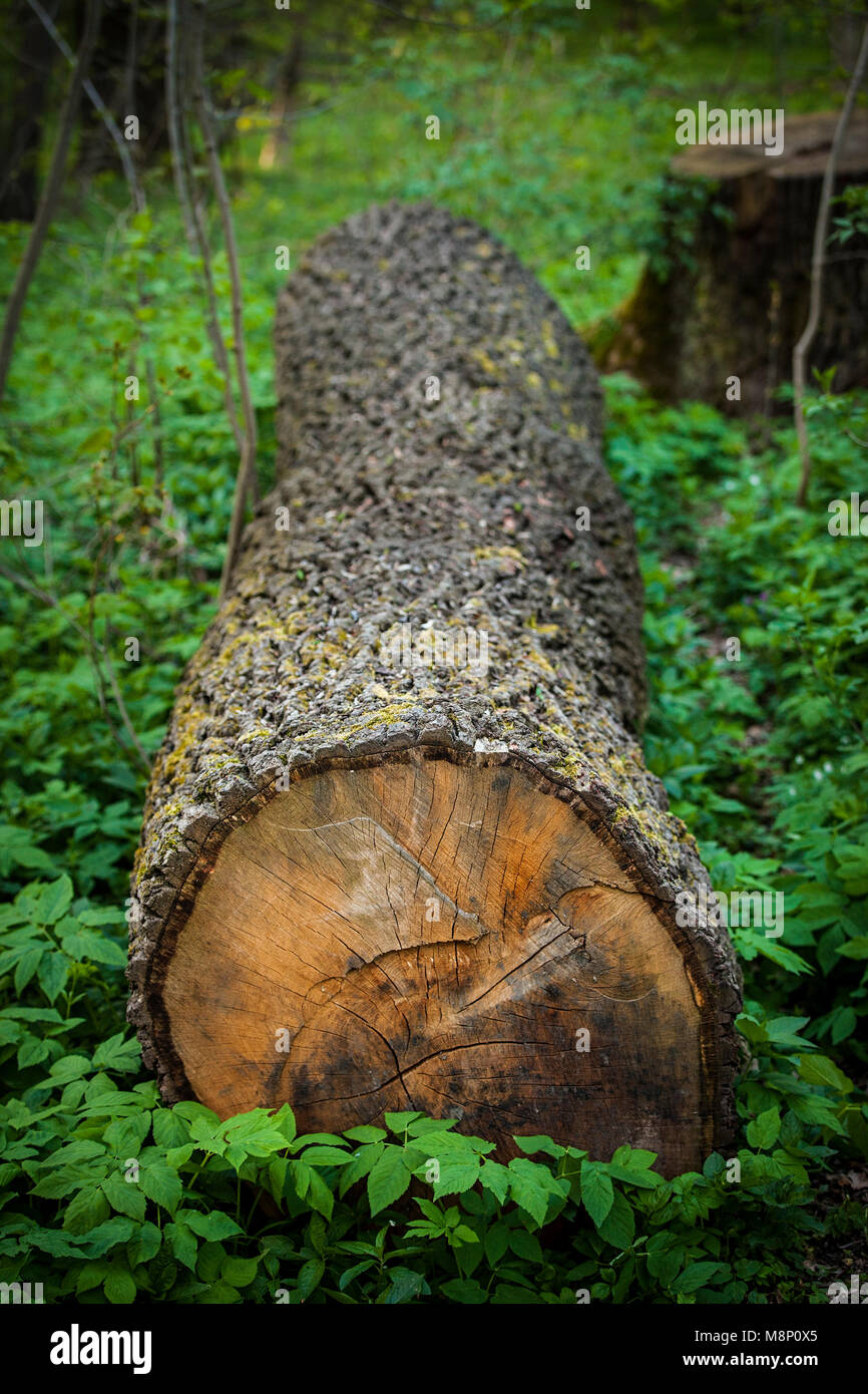 Cut down tree trunk texture hi-res stock photography and images - Alamy
