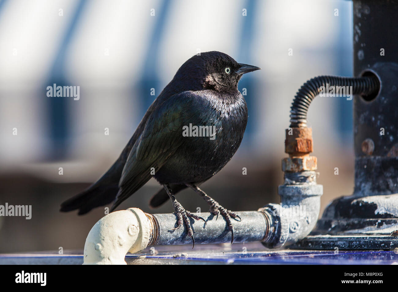 Male Rusty Blackbird resting on pipe Stock Photo - Alamy