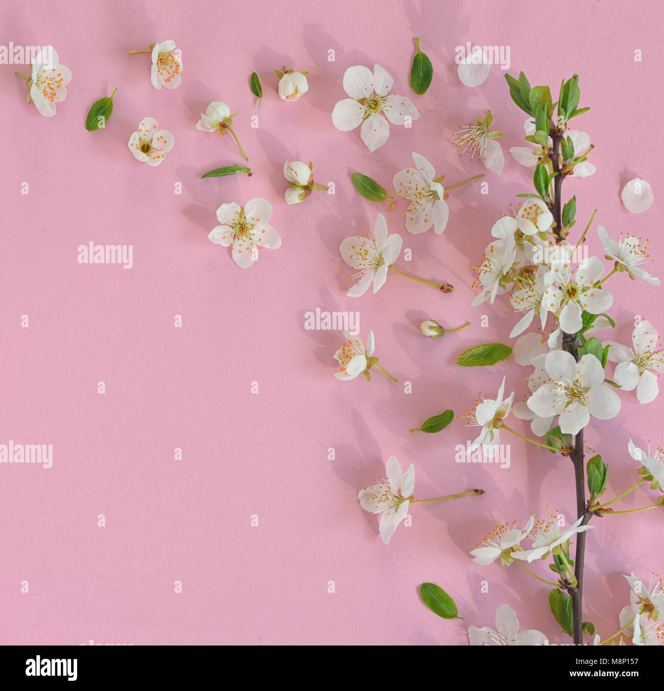 Spring flowers on pink background Stock Photo - Alamy
