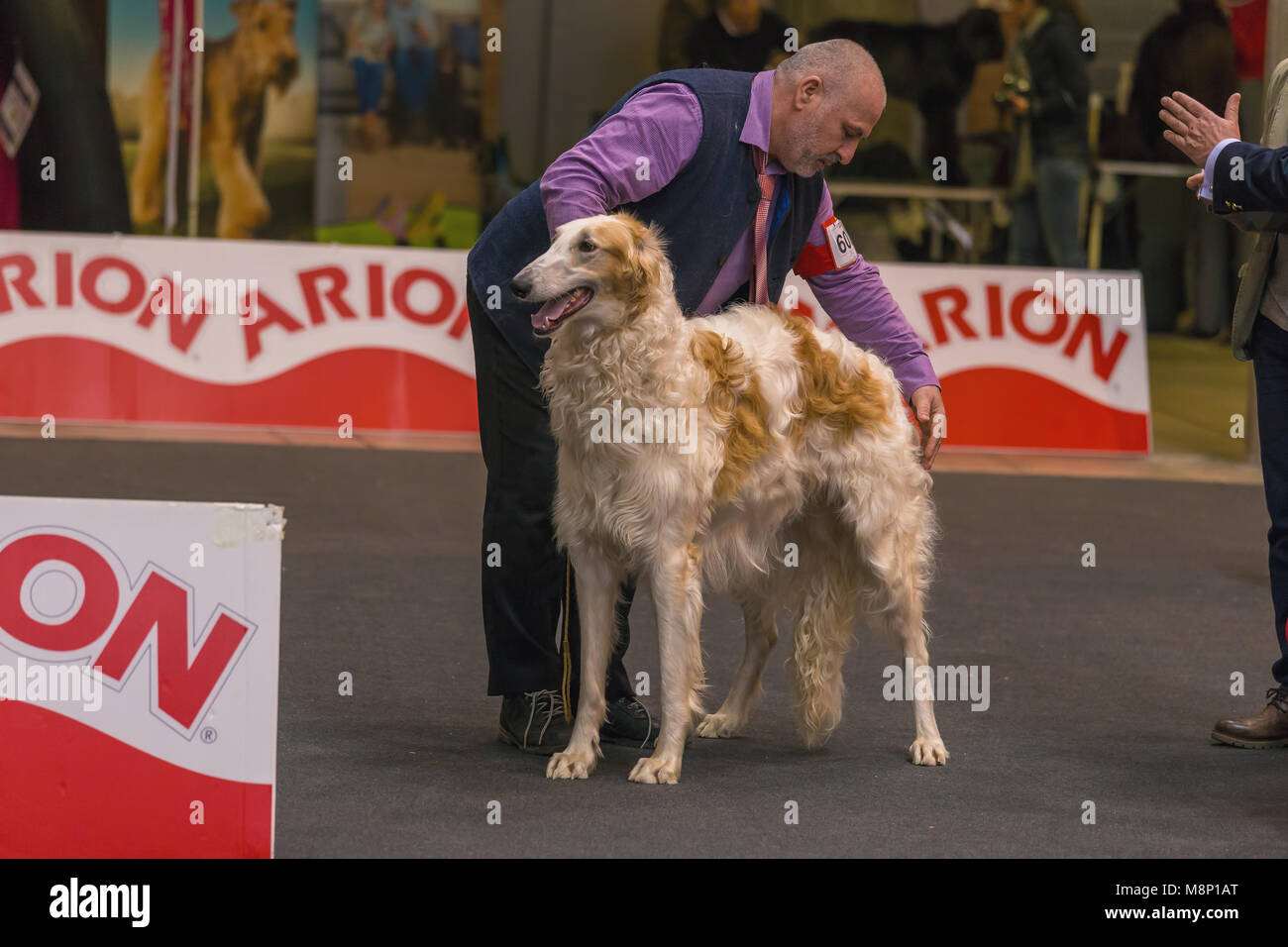 Russian dog show hi-res stock photography and images - Alamy