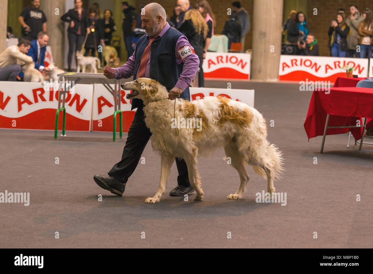 Russian dog show hi-res stock photography and images - Alamy