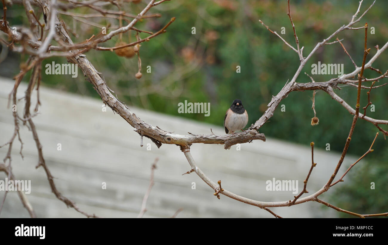 Bird on branch in nature hi-res stock photography and images - Alamy
