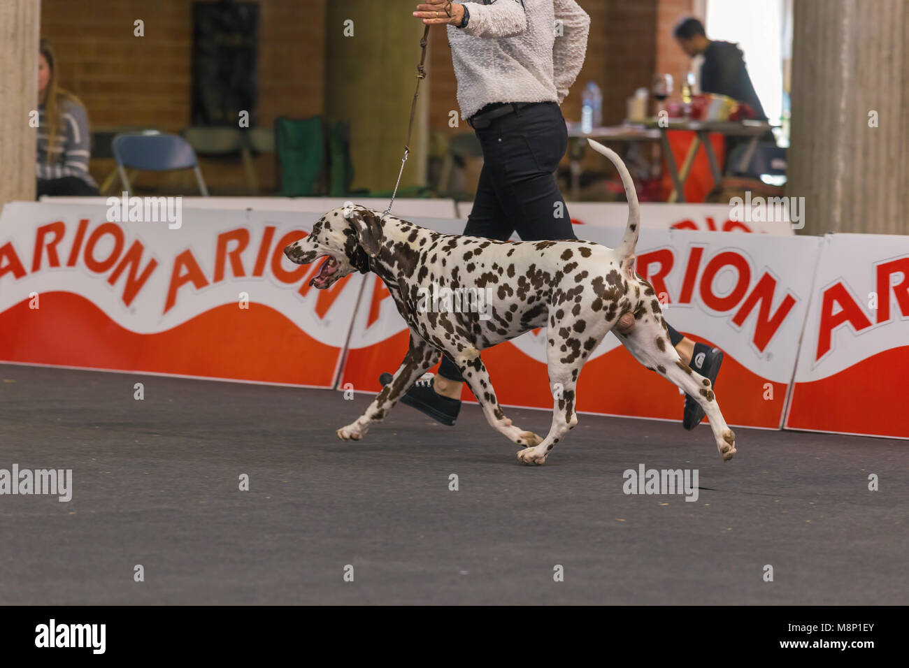 22th INTERNATIONAL DOG SHOW GIRONA March 17, 2018,Spain, Dalmatian dog ...