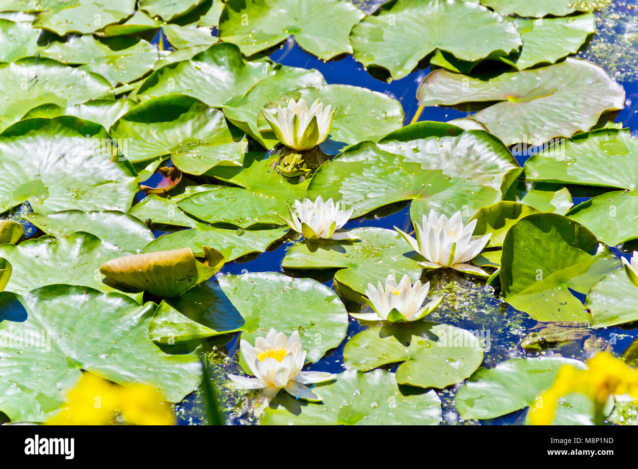 Princess frog in lake with water lilies in summer sunny day Stock Photo ...