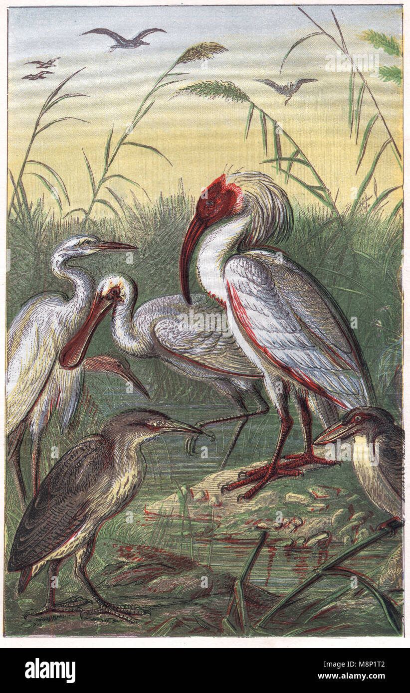 Birds color engraving 19th hi-res stock photography and images - Alamy