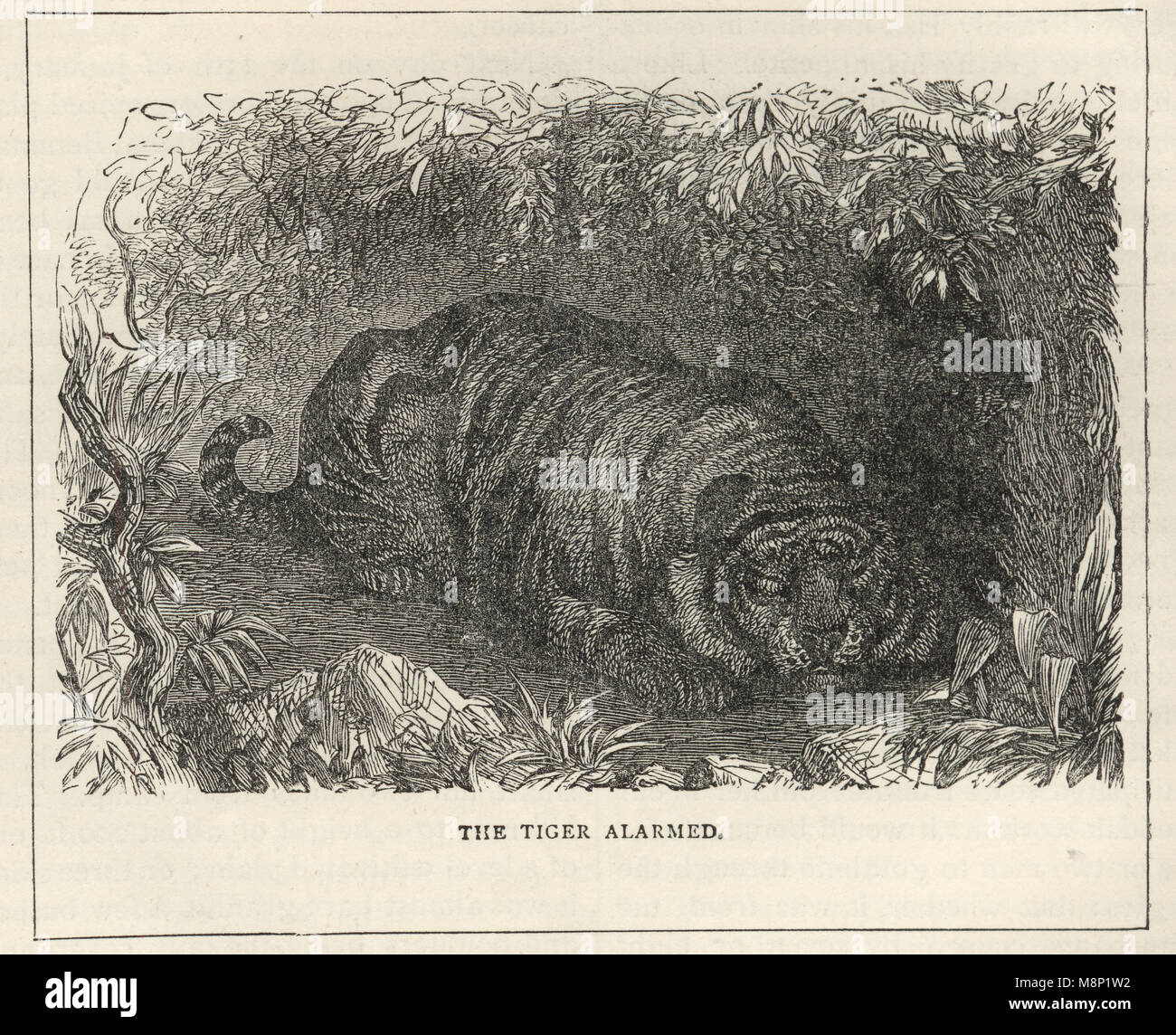 Victorian Illustration a tiger, 19th Century Stock Photo - Alamy