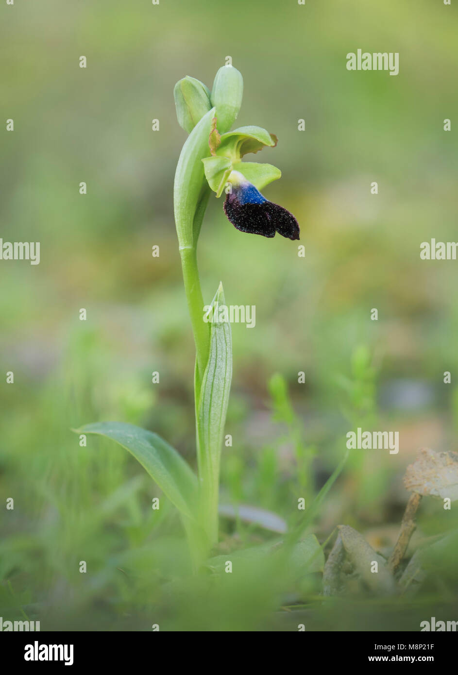 Ophrys atlantica, wild orchid of mediterranean region, Andalusia, Spain ...