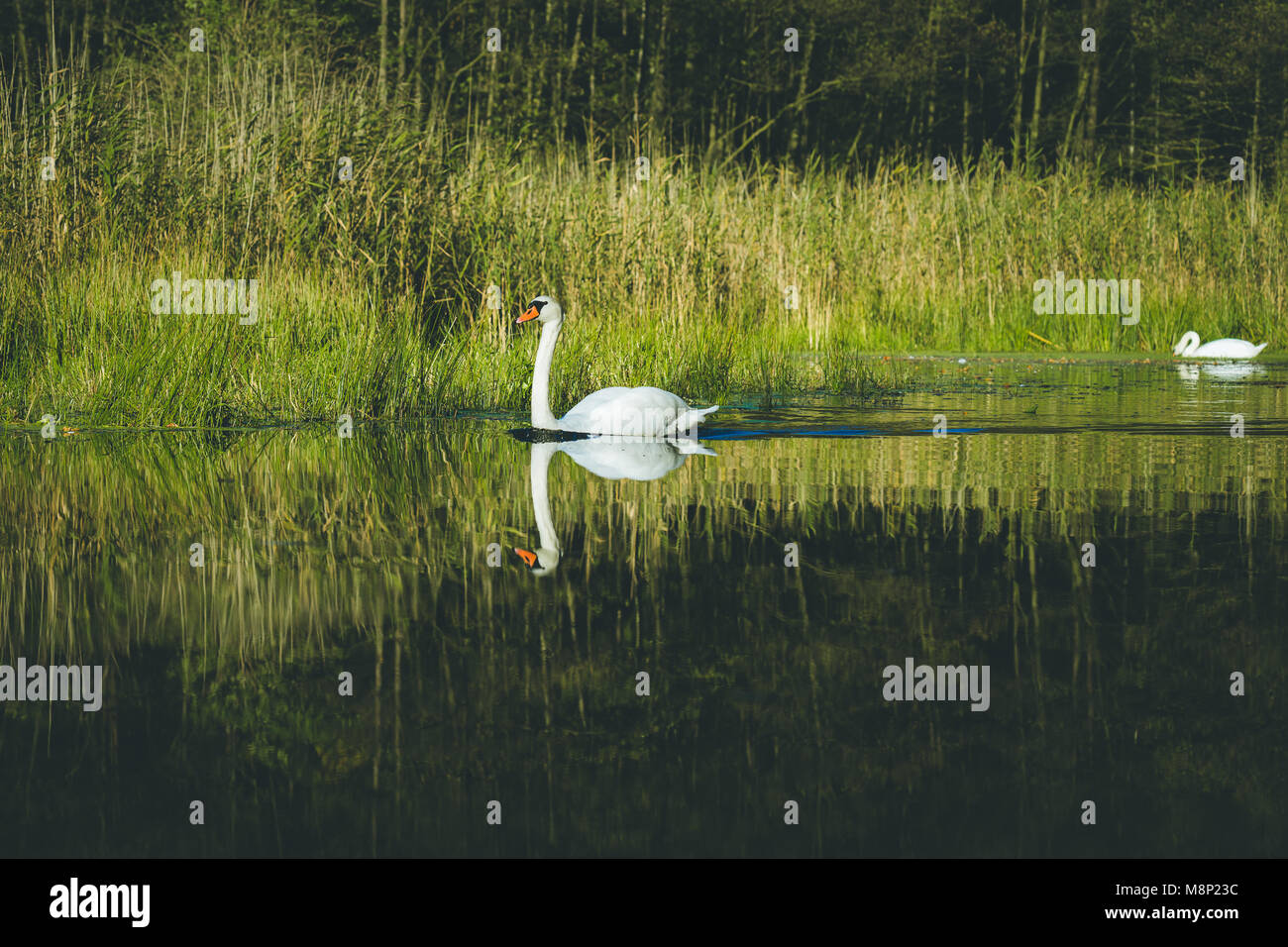 White swan on lake in spring forest. White swan swimming in pond, side ...