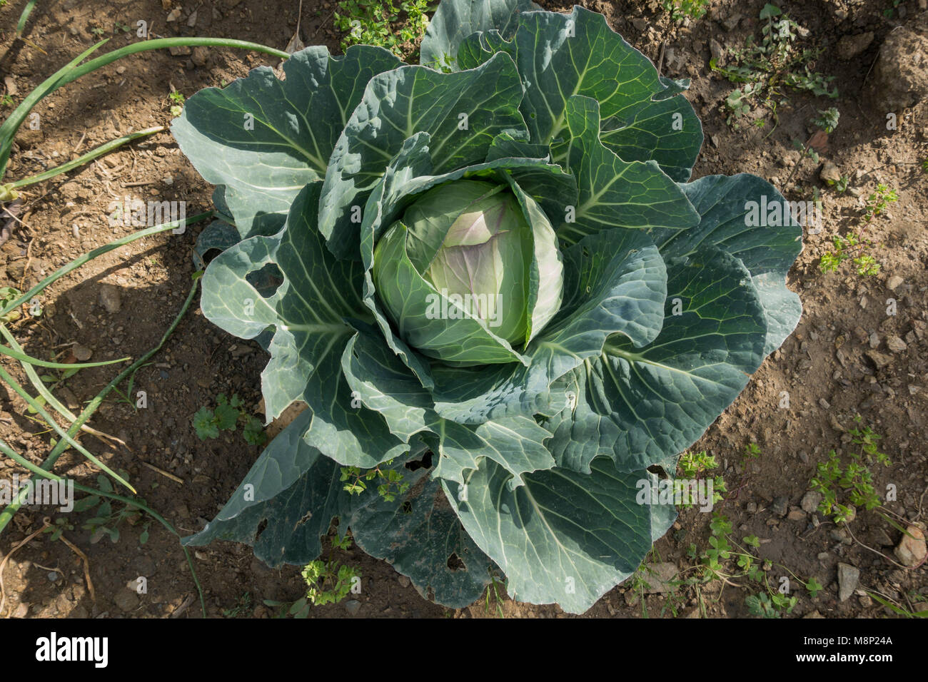 Cabbage, headed cabbage, White cabbage growing in vegetable garden ...