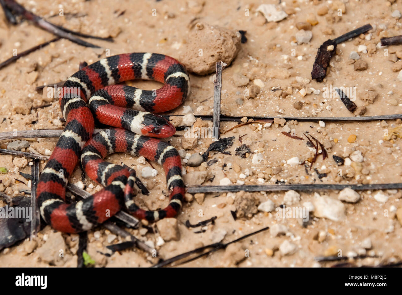 Lampropeltis elapsoides hi-res stock photography and images - Alamy