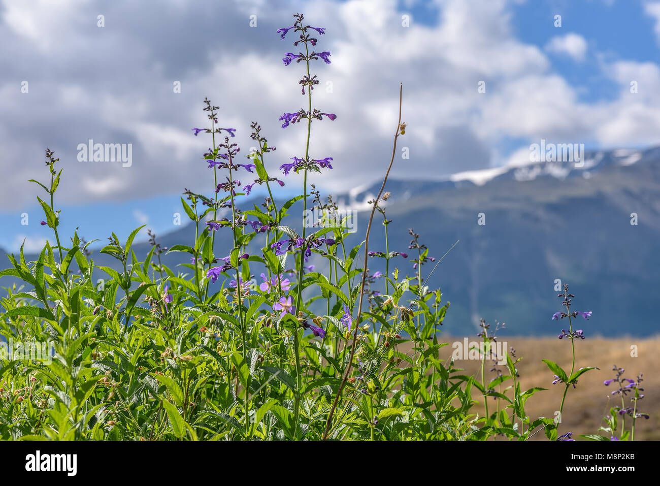 Blue wild flowers of medicinal salvia on a blurred background of ...